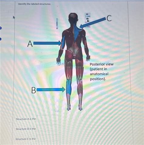 Solved Identify The Labeled Structures A B Structure A Is Chegg