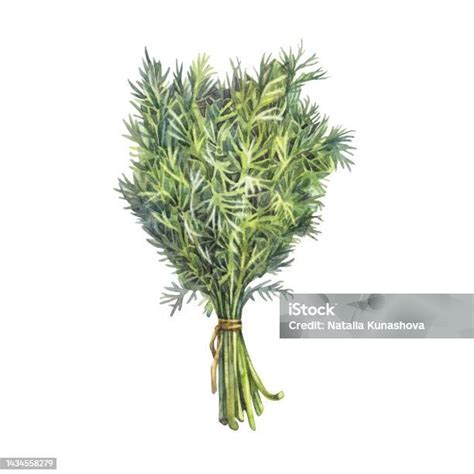 흰색 배경에 고립 된 딜의 수채화 뭉치 채식 샐러드 요리를위한 손으로 그린 녹지 비타민 비건 야채 음식 주방 요리 책을위한 클립 아트 스티커 벽지 및 포장 건강한 식생활에