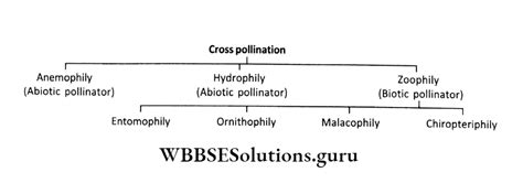 WBBSE Solutions For Class Life Science Chapter Sexual Reproduction In Flowering Plants