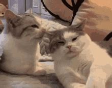 Cat Smack S Tenor