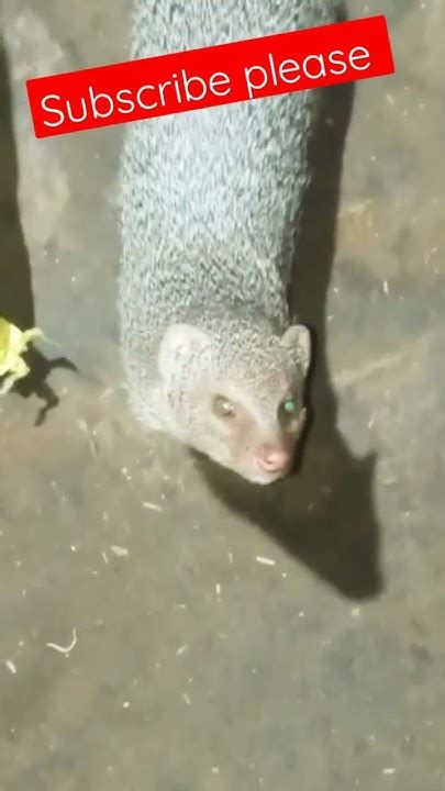 Short Viralvideo Of Mongooseनेवला ️।। How Reaction In House 🏠🏠🏠।।