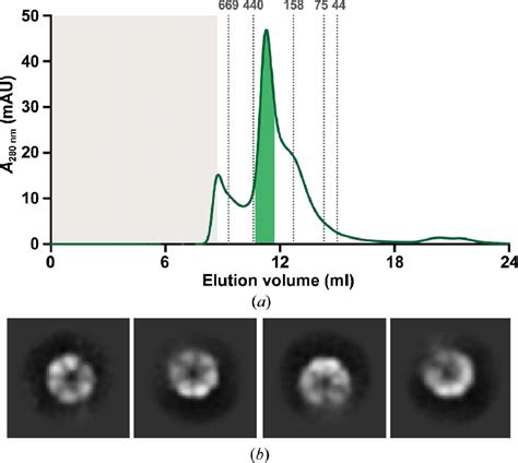 Single Particle Cryo EM Analysis Of NaAtm Samples Containing Rho A Download Scientific