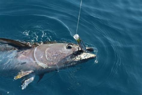 Complete Guide To Albacore Tuna Fishing Techniques And Tips Demon