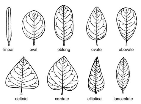 Best How To Draw Realistic Trees Plants Bushes And Rocks Images On Pinterest Drawing