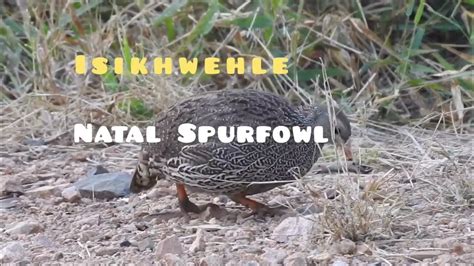 Izinyoni Zaphansi Ngolimi Lwesizulu Nangolimi Lwesingisi Ground Birds