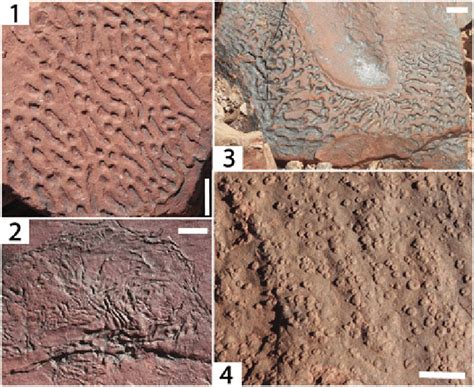 Microbially Induced Sedimentary Structures From The Nasep Huns Download Scientific Diagram
