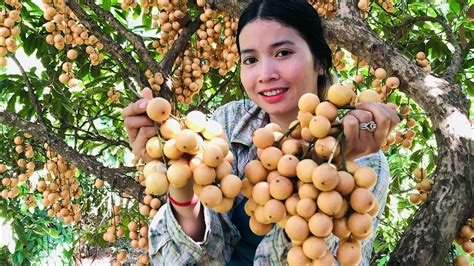 បេះផ្លែភ្ញៀវច្រើនណាស់ Youtube