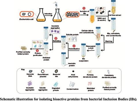 Expression Solubilization Refolding And Final Purification Of Recombinant Proteins As