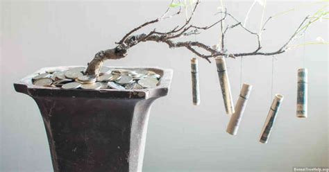 How Long Does A Bonsai Tree Take To Grow Bonsai Tree Help