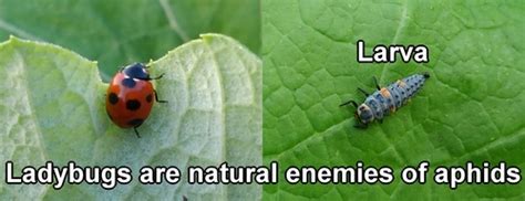 Burdock Root Harvest Time Growing Burdock Root From Seed Arctium Lappa Burdock How To Grow