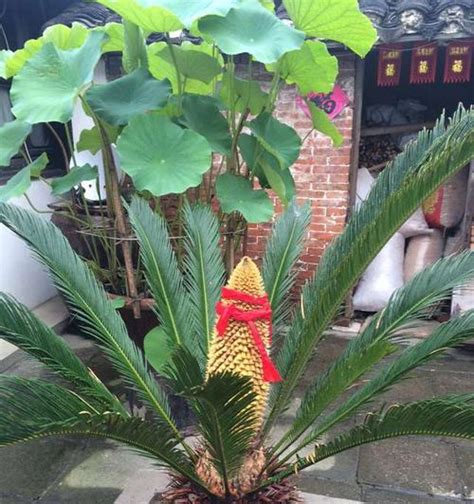 铁树多少年开一次花铁树开花的寓意和象征 花植网