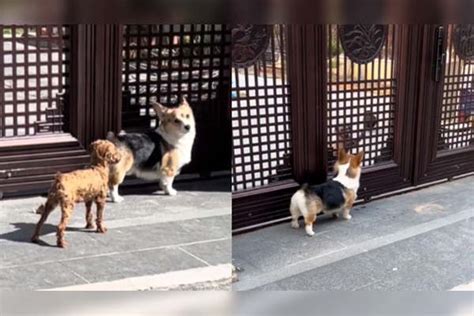 柯基看到别墅挪不动脚，小狗见状狂奔摇尾示好，被无情忽视柯基小狗别墅