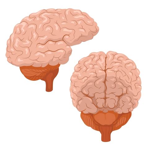 흰색 배경에 고립 된 뇌 인간 장기 신체 부위의 벡터 일러스트 레이 션 프리미엄 벡터