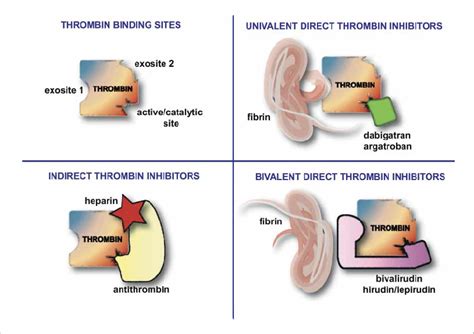 Thrombin Binding Sites And Interactions With Inhibitors Download Scientific Diagram