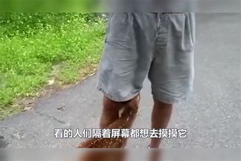 在马路上看到一只小猫头鹰，本想救它的，一看表情还救个屁啊？猫头鹰表情
