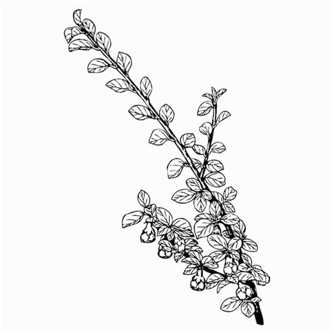 Premium Vector Plant Cotoneaster Rotundifolia