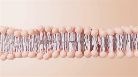 Cell Membrane Structure Background 3d Stock Motion Graphics Sbv 348428681 Storyblocks