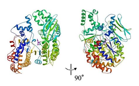 Structure Isocitrate