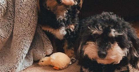 Porkchop And Penny Album On Imgur