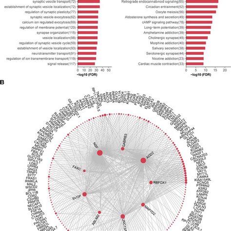 Functional Annotations And Hub Genes Of Caudate Modules A Left Top
