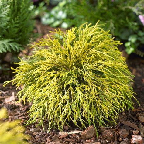 Cyprysik groszkowy GOLDEN MOP - 9142859499 - oficjalne archiwum Allegro