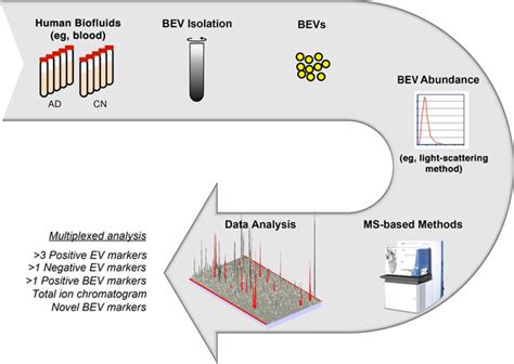 example workflow of bev isolation validation and novel biomarker download scientific diagram