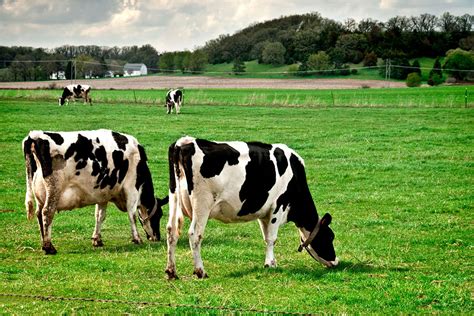 Recent Figures High Costs And Reduced Income To Hit Uk Dairy Dairy
