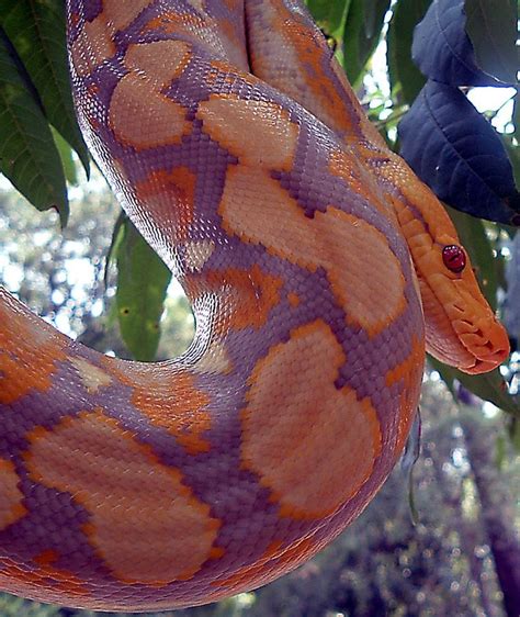 Reticulated Python Python Reticulatus The Longest And Third Largest