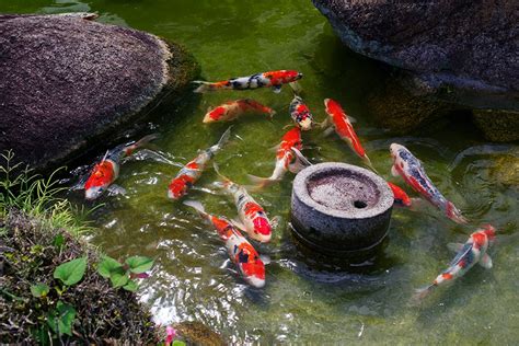 錦鯉池の施工メンテナンス 吉田観賞魚