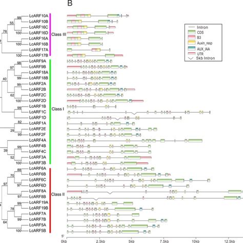 Phylogenetic Relationship Exon Intron Structure Conserved Domains