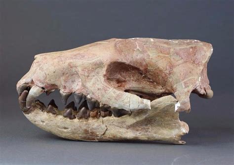 Rare Hyaenodon Horridus Skull 11 Inches Fossil Realm Rare Hyaenodon Horridus Skull 11 Inches Fossil Realm