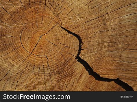 Cross Section Through Tree Log Free Stock Images And Photos 9280187