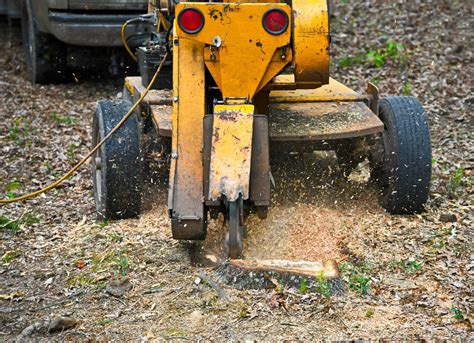 Tree Stump Root Removal Spalding County GA Tree Cutting Services Southern Tree Solutions