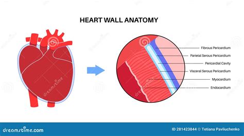 Myocardium Endocardium And Pericardium