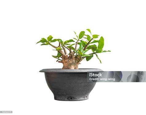 하얀 배경에 격리된 화분에 있는 아데늄 나무 꽃 오베섬 사막 장미 모의 진달래 핑크 비그노니아 임팔라 백합에는 분홍색 꽃 여름 화분 원예용품에 대한 스톡 사진 및 기타