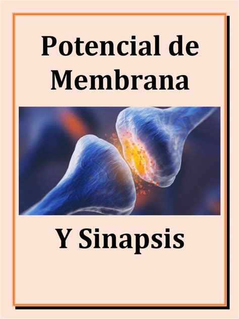 Potenciales De Membranas Pdf Sinapsis Músculo