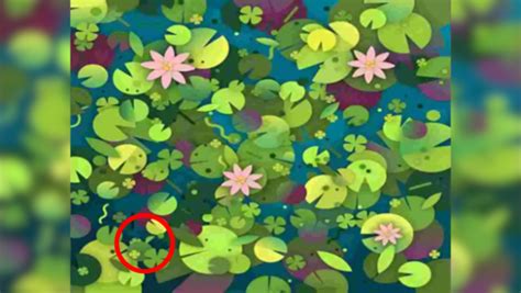 Optical Illusion Challenge Can You Spot The Hidden Turtle In The Pool
