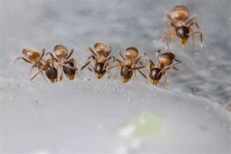 Does Baking Soda Kill Ants Non Toxic Ant Control