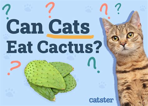 Can Cats Eat Cactus Vet Approved Facts And Faq Catster