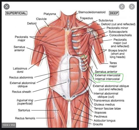 Intercostal Muscles
