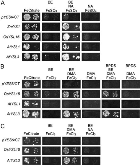 Functional Complementation Of Fet3fet4 Yeast Dey1453 Derived Yeast Download Scientific