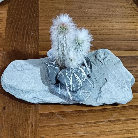 Sassi Di Fiume E Piantine Grasse Per La Casa E Per Te Decorare