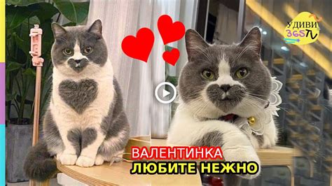 Любите как мы нежно и трепетно На день Святого Валентина пожелание Youtube