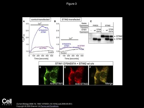 Stim2 Is An Inhibitor Of Stim1 Mediated Store Operated Ca2 Entry Ppt