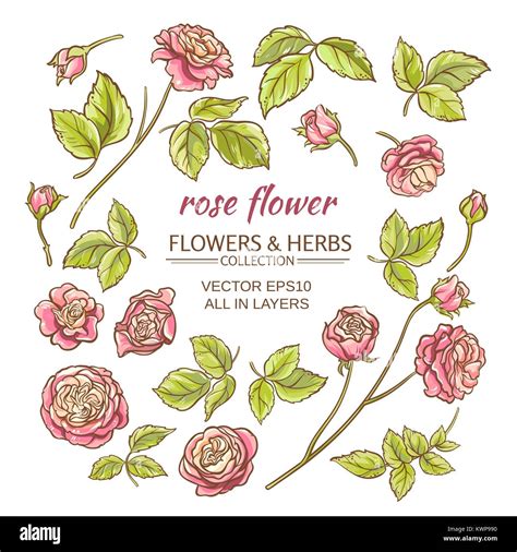 Rose Elements Vector Set On White Background Stock Vector Image And Art