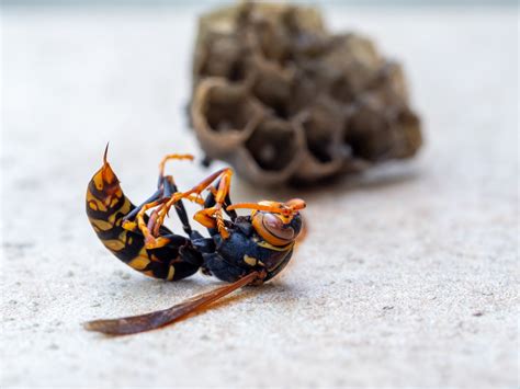 bee and wasp removal in southern california safe and fast service