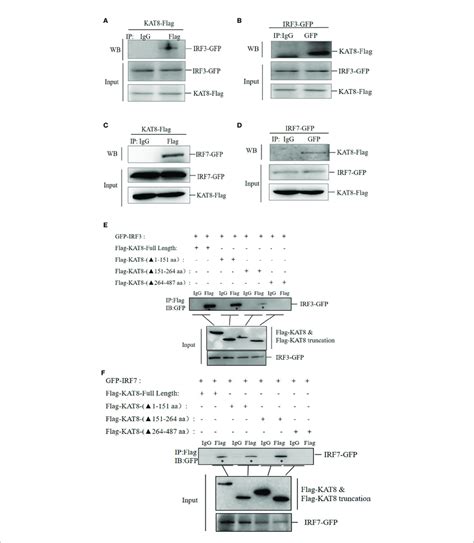 Cikat8 Interacts With Irf3 And Irf7 Via The Myst Domain A D Co Download Scientific Diagram