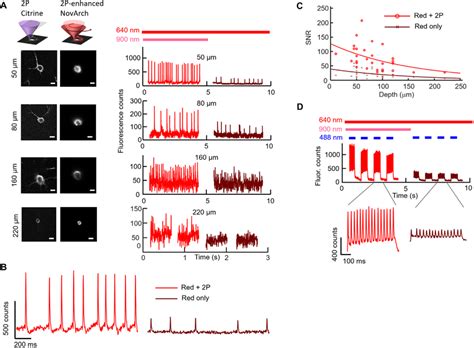 Depth Resolved Voltage Imaging And All Optical Electrophysiology In Download Scientific Diagram