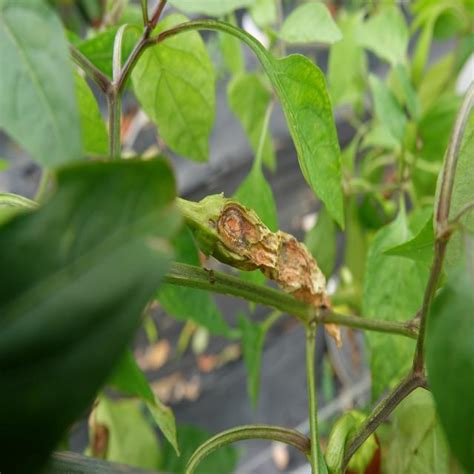 Chili Maturity And Condition Datasets Object Detection Dataset V4