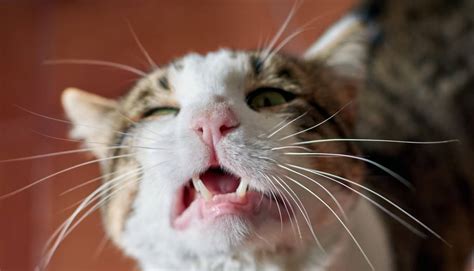 Open Mouth Breathing In Cats The Cat Is Breathing Heavily With His